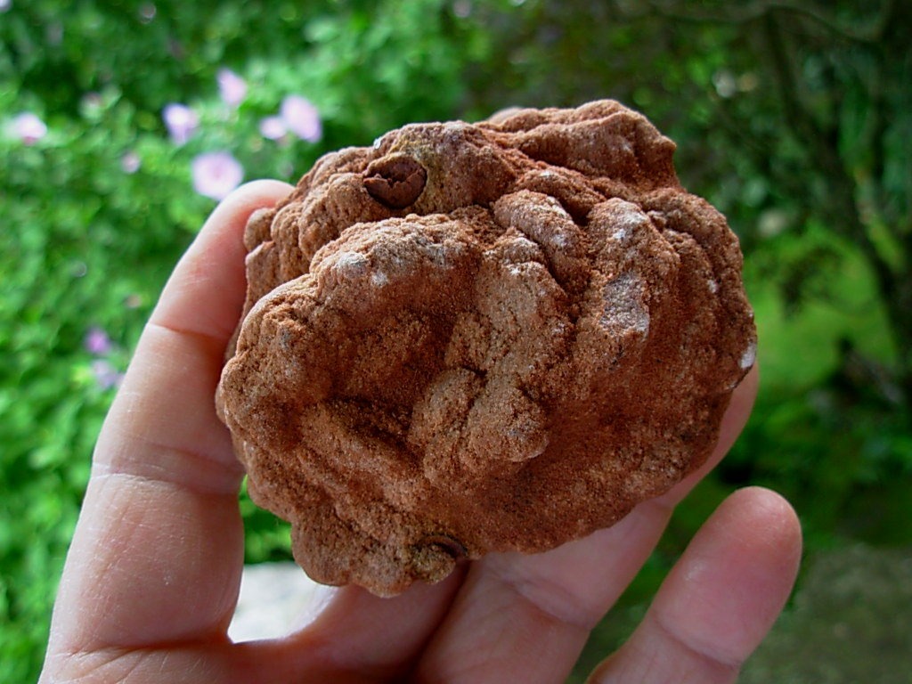 Desert Rose - Spirit Rock Shop