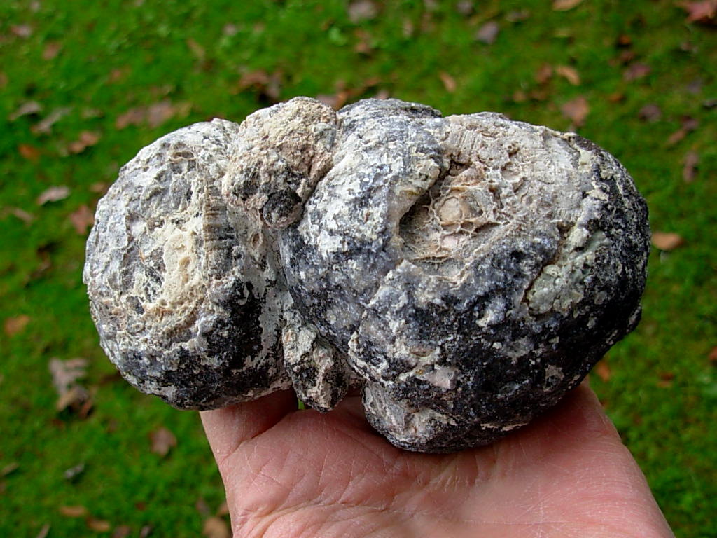 Las Choyas (Mexican Coconut) Geodes from Spiritrockshop