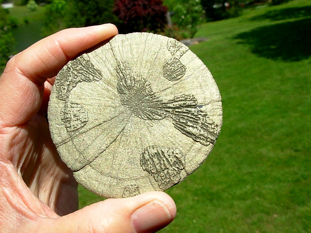 Pyrite Suns - Spirit Rock Shop